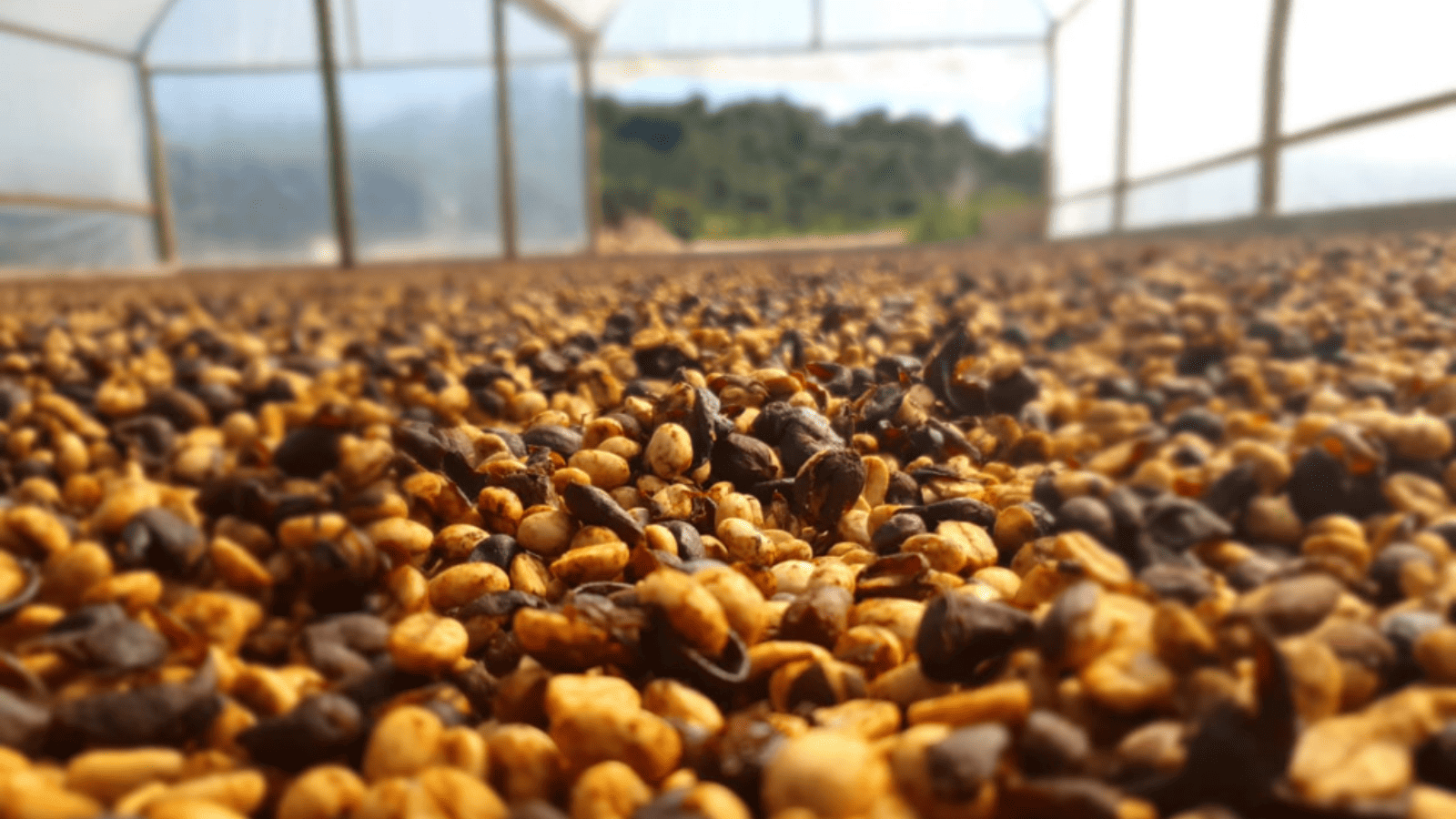 ¿CÓMO SE CLASIFICA EL CAFÉ? – Café Bosque de Niebla